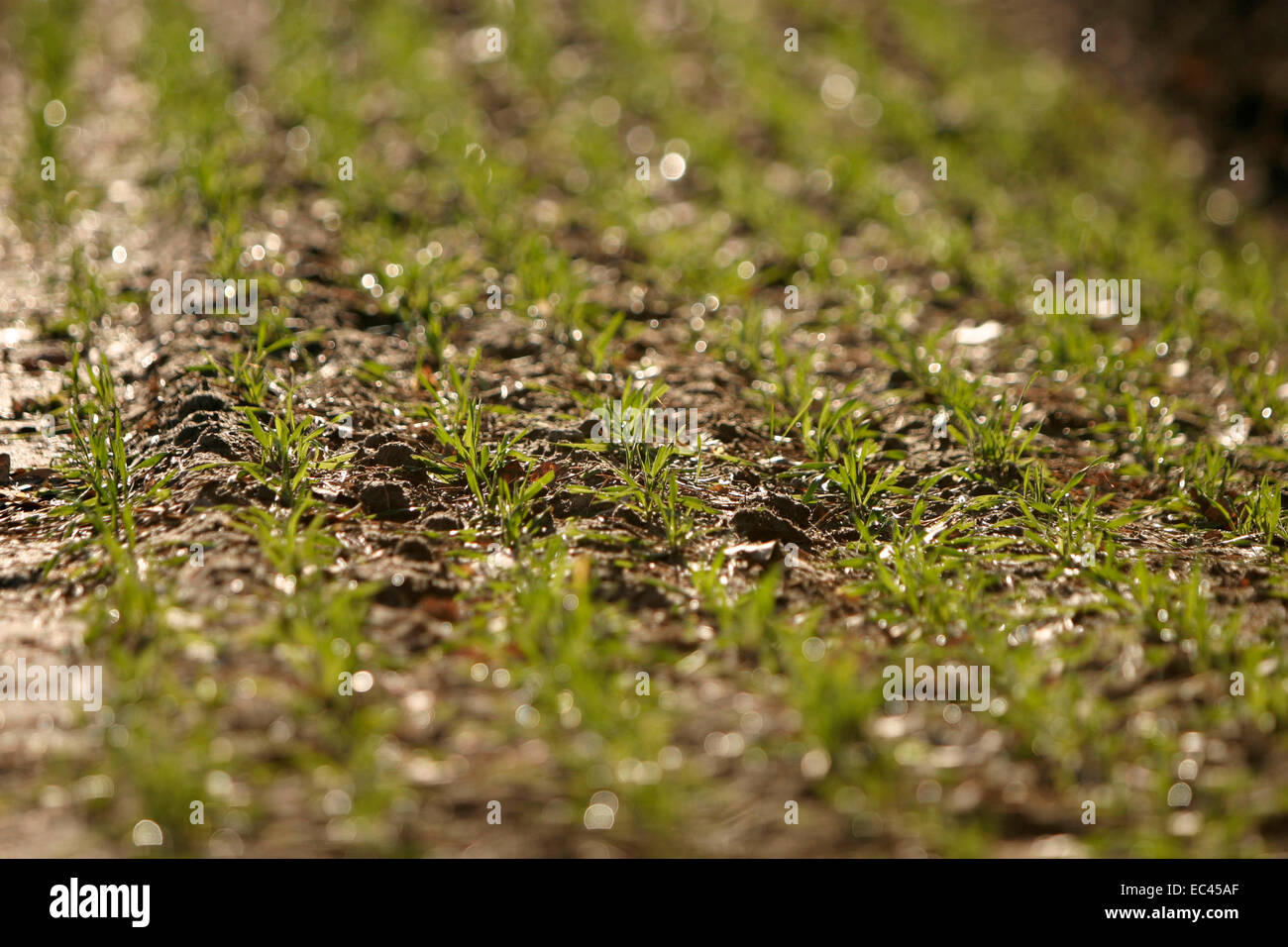 Cereal crop beginning grow hi-res stock photography and images - Alamy