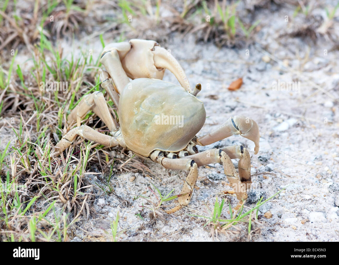 Land crabs with one eye Stock Photo - Alamy