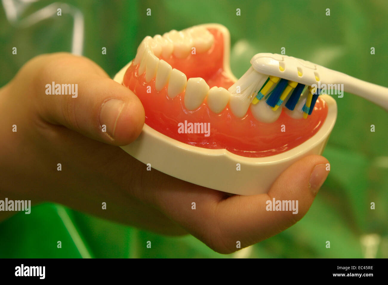 Brushing Teeth at a Model Stock Photo - Alamy