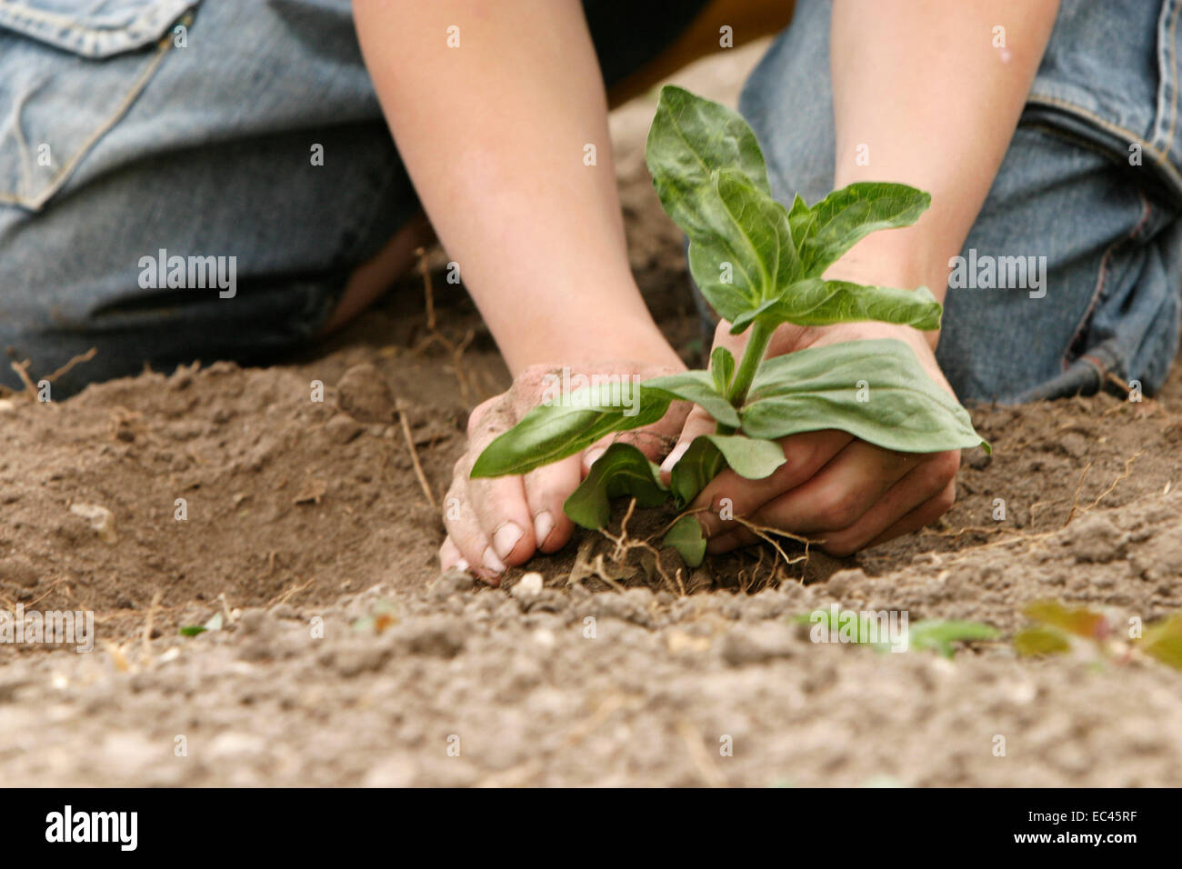 Little Kid Planting New Tree Stock Photo - Alamy