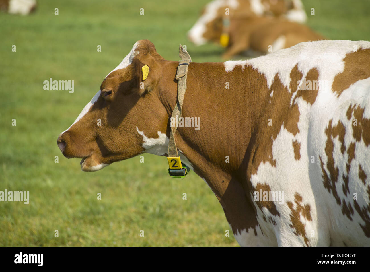 German milk cow hi-res stock photography and images - Alamy