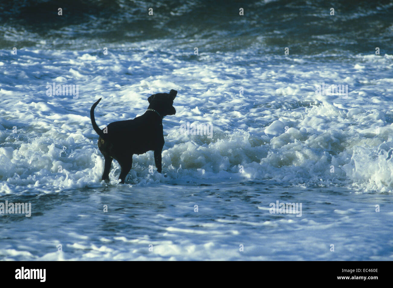 dog north sea Stock Photo - Alamy