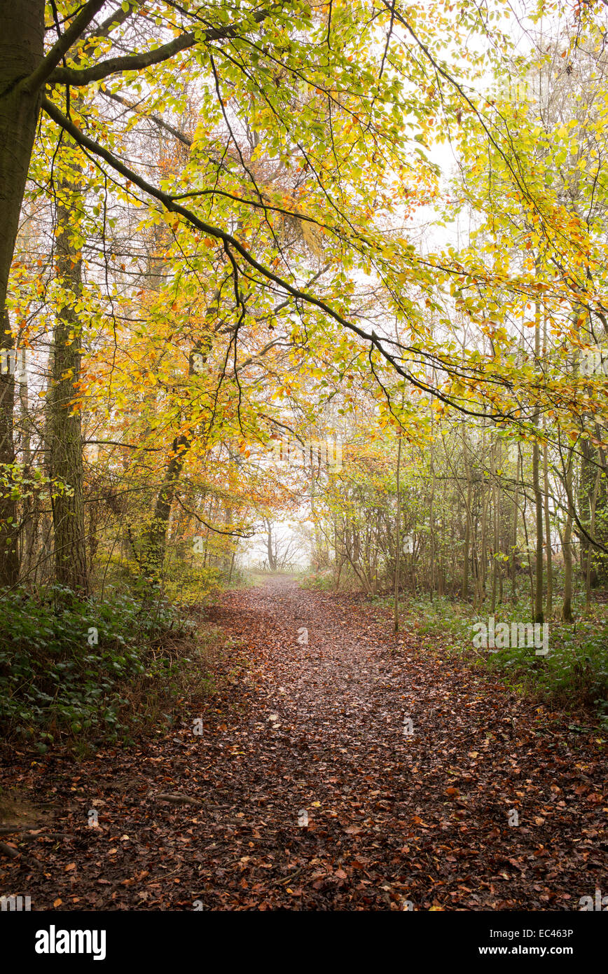 Path dead plants hi-res stock photography and images - Alamy