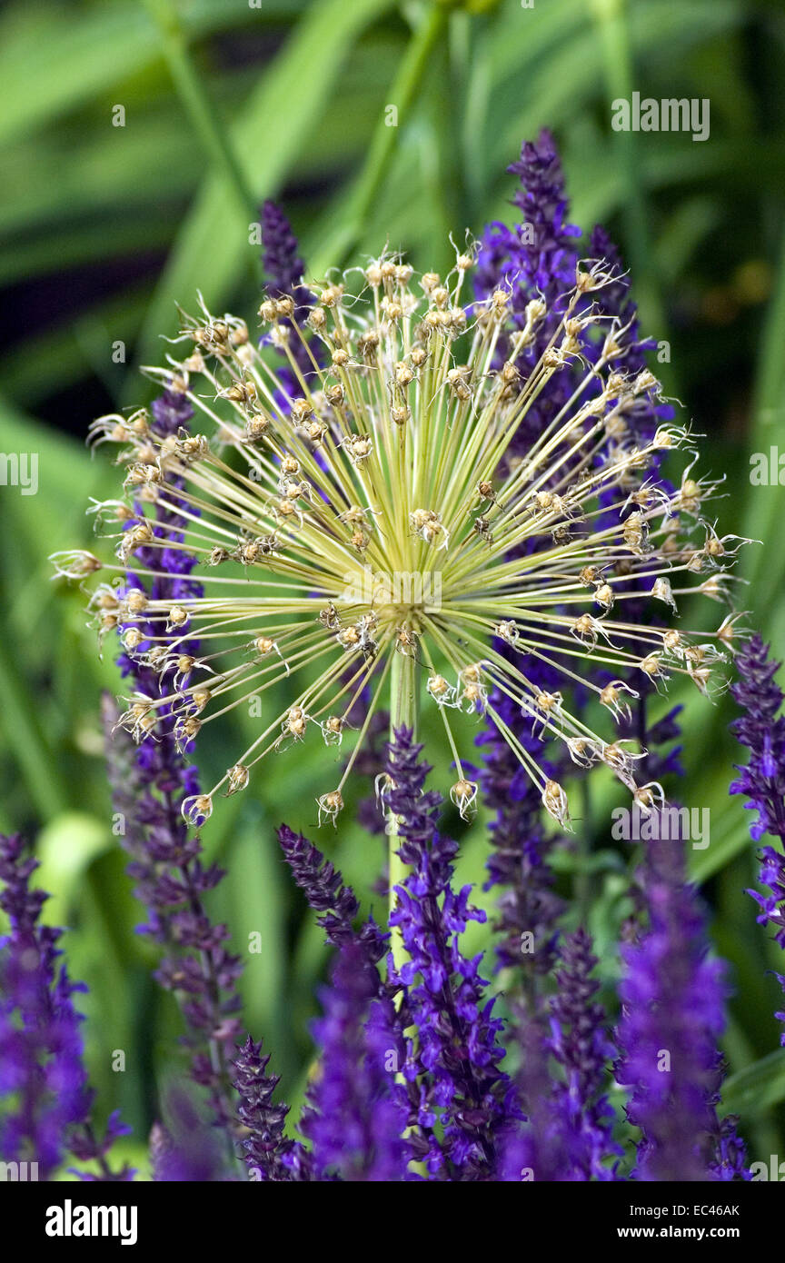 Allium christophii hi-res stock photography and images - Alamy