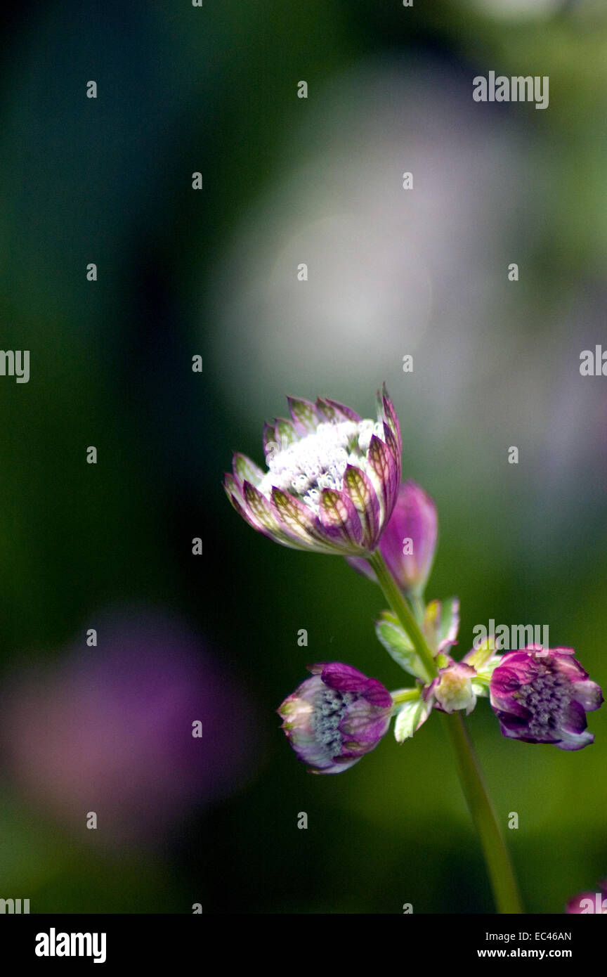 Flower item hi-res stock photography and images - Alamy