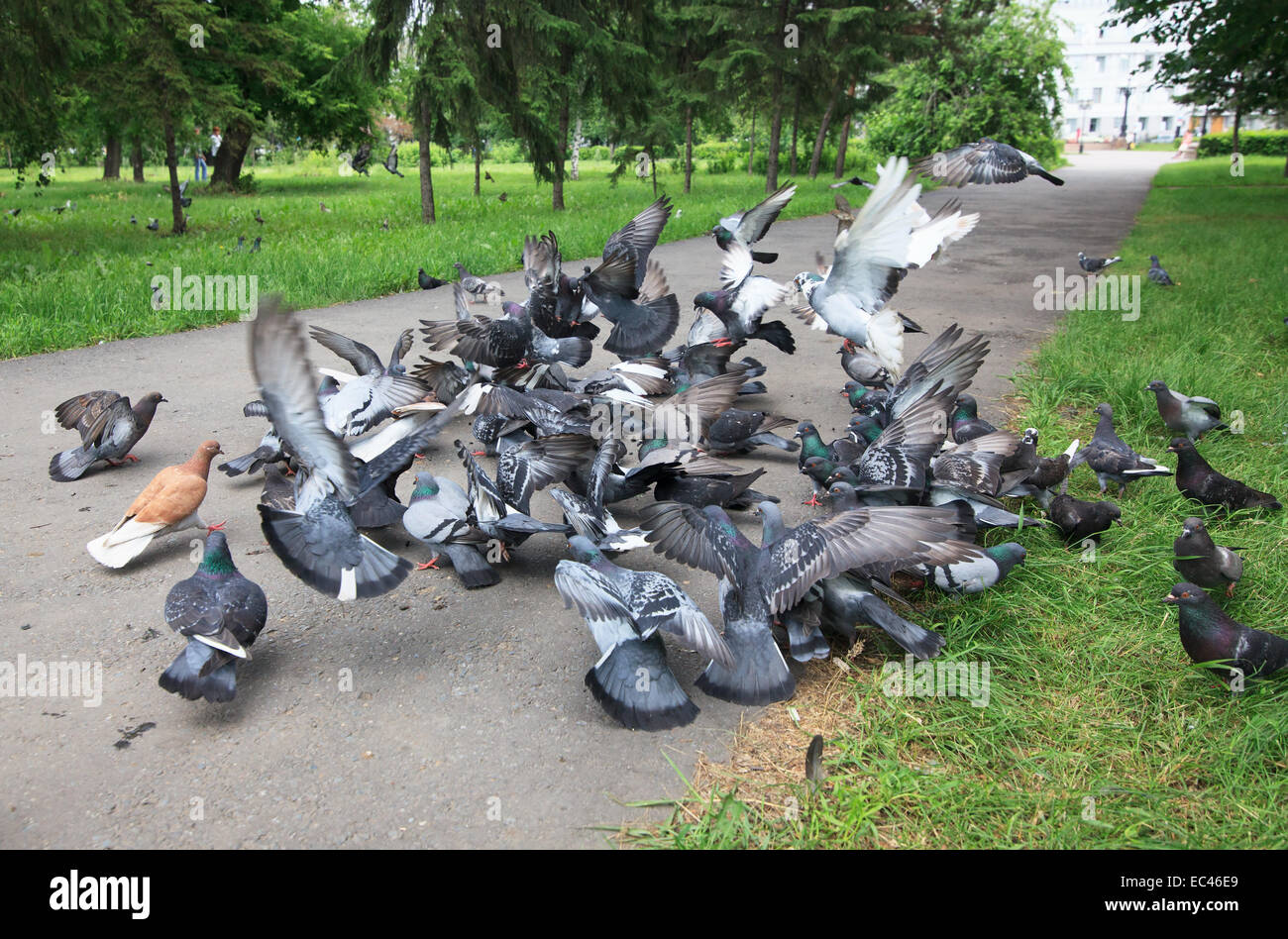 flock of pigeons Stock Photo - Alamy