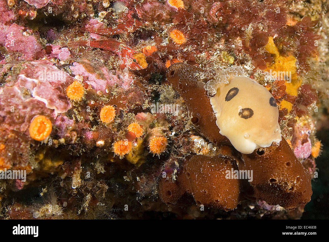 Reef fish and Nudibranch at California Reef Stock Photo - Alamy