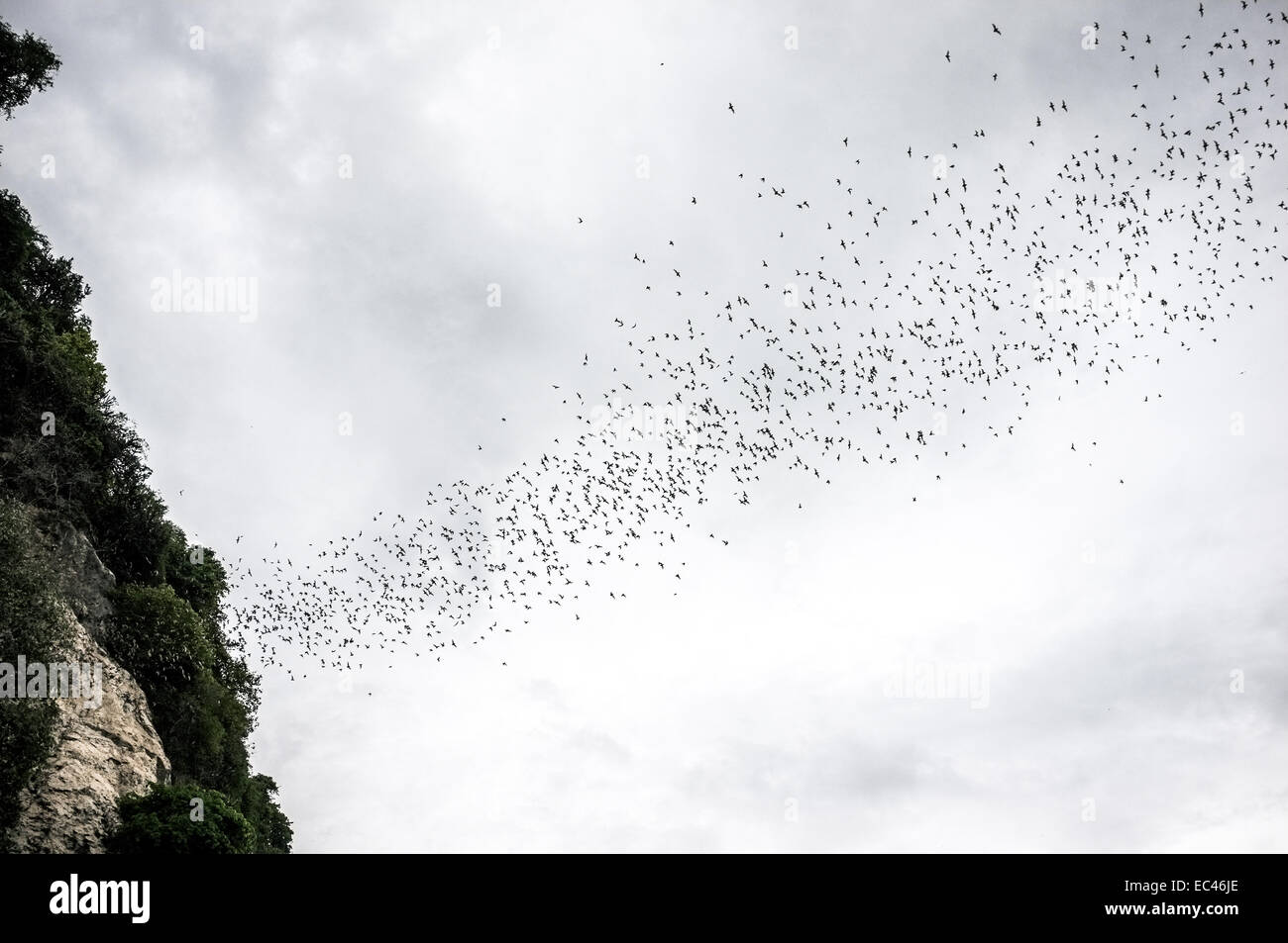 Bats flying hi-res stock photography and images - Alamy