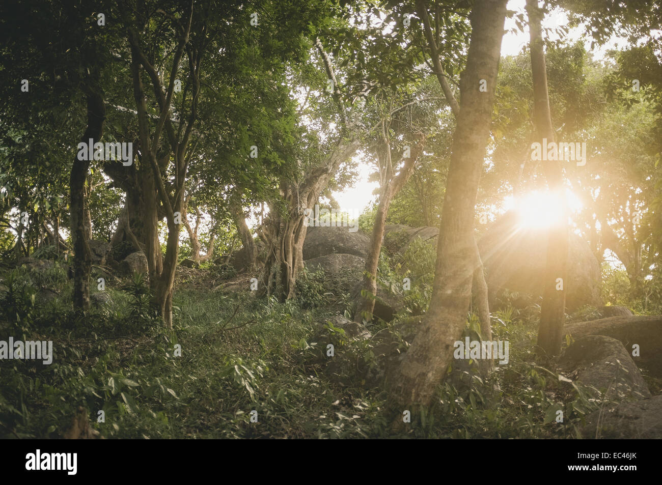 Jungle in vietnam with sunset Stock Photo - Alamy