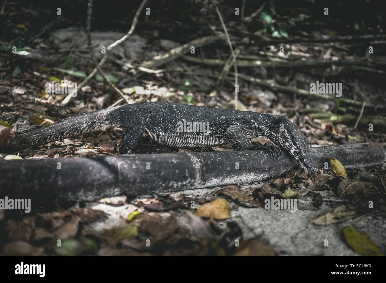 The Phillipines High Resolution Stock Photography and Images - Alamy