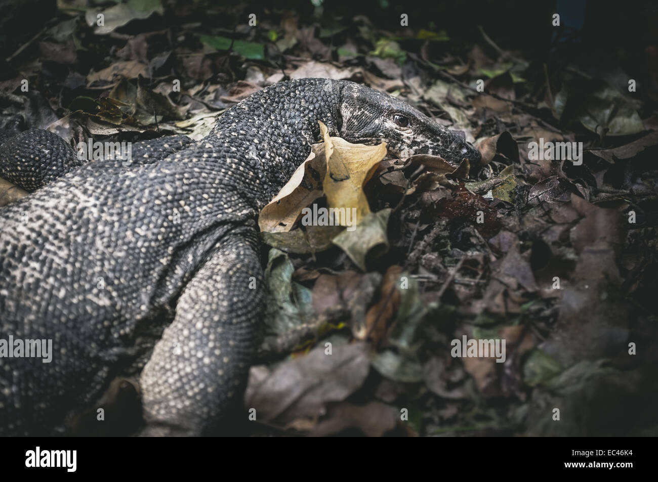 Monitor lizard eating hi-res stock photography and images - Alamy
