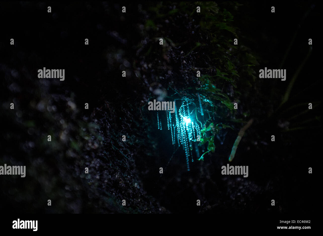 New Zealand Glow Worm High Resolution Stock Photography and Images - Alamy