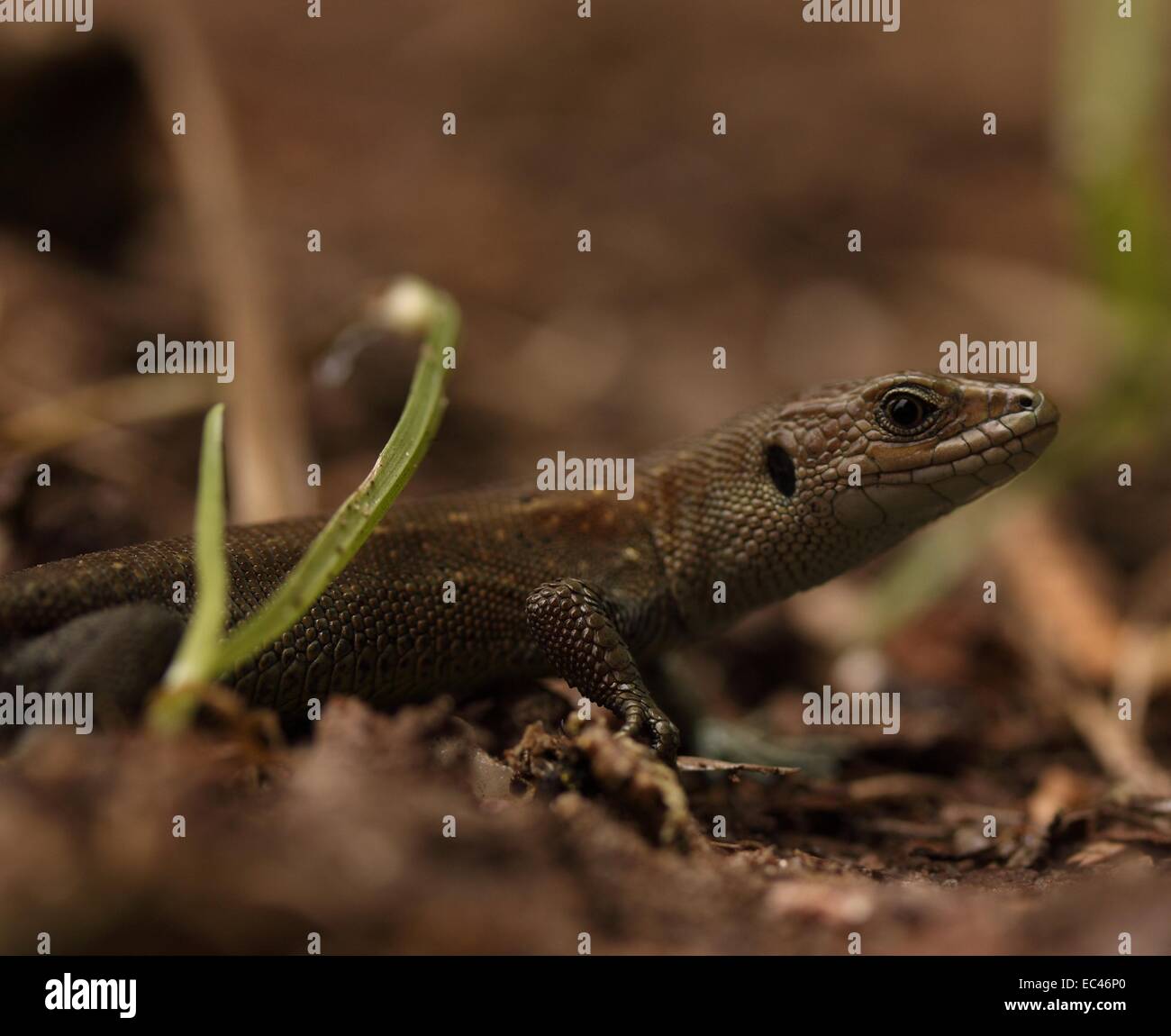 Animales reptiles hi-res stock photography and images - Alamy