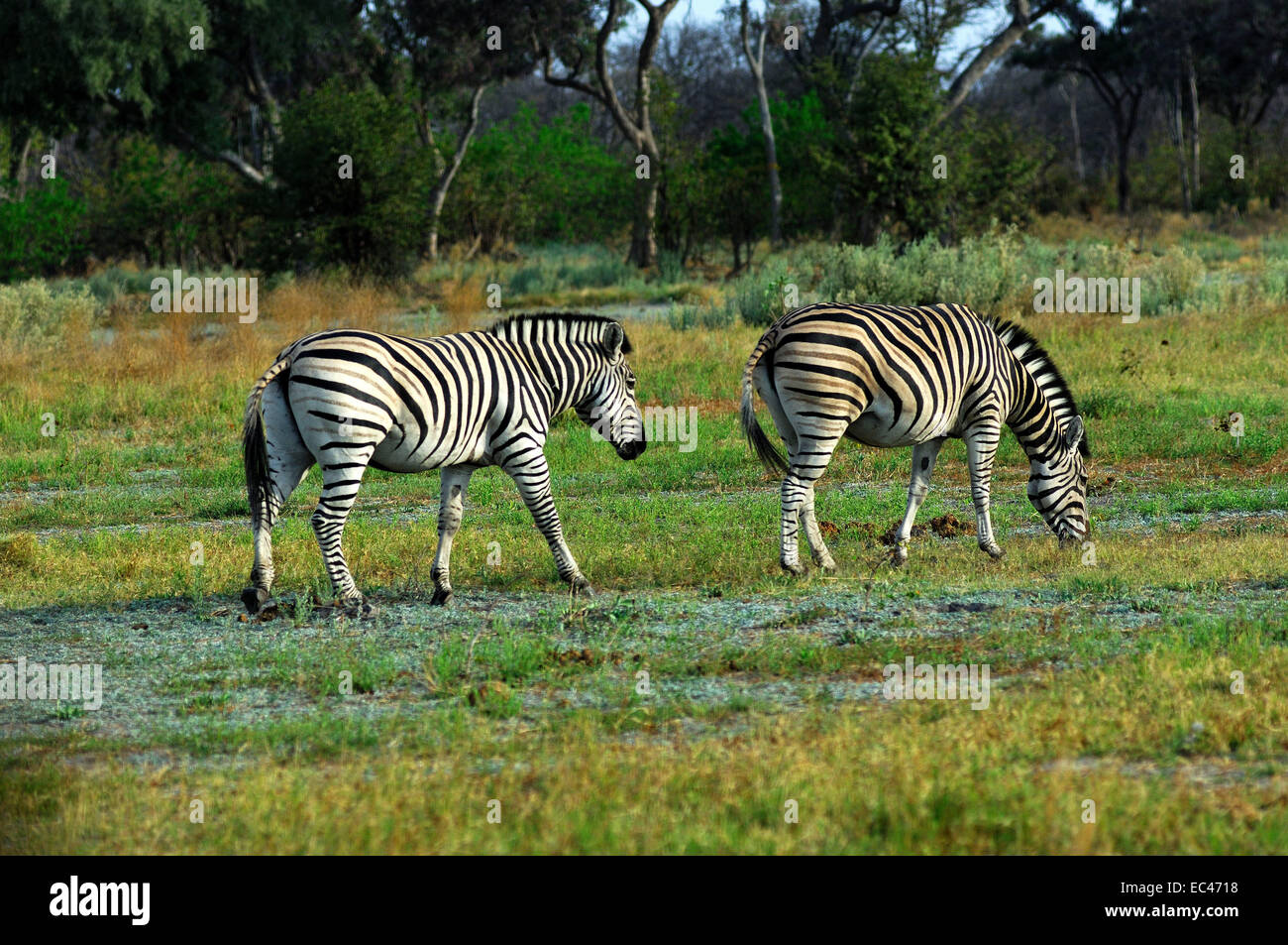 Zebras in the African savanna, Africa Stock Photo - Alamy