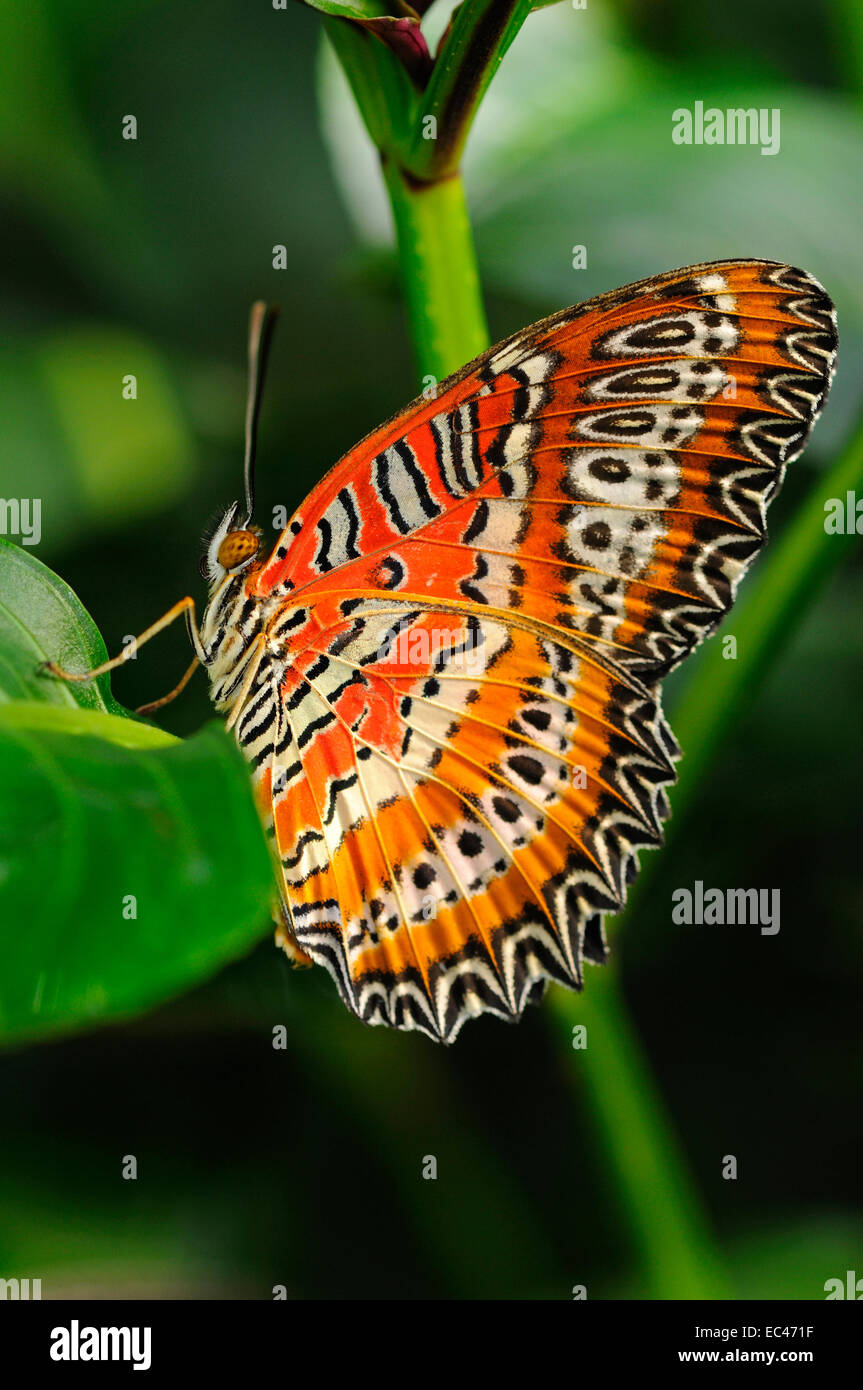 Red Lacewing, Nymphalidae Stock Photo - Alamy