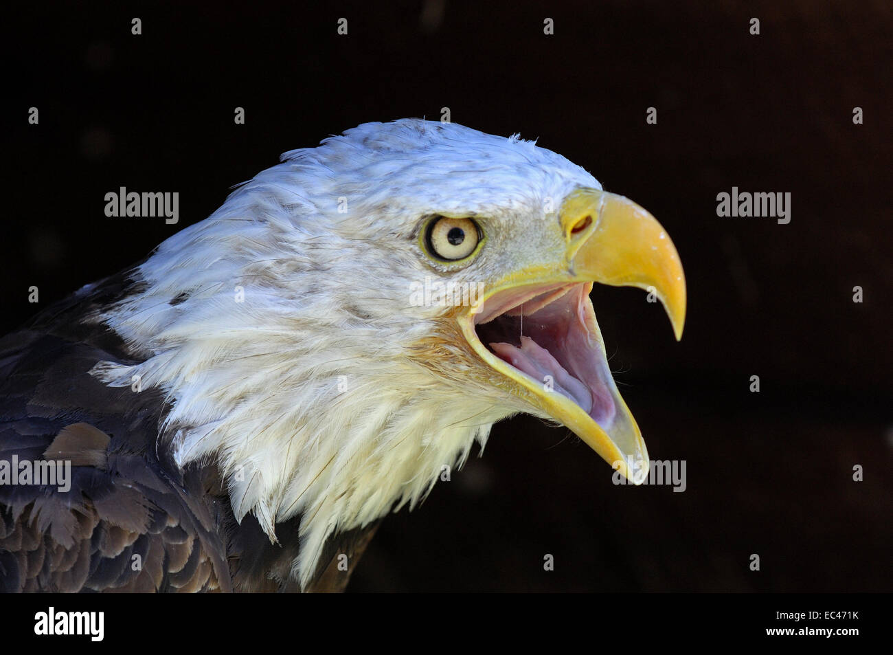 Eagles scream hi-res stock photography and images - Alamy