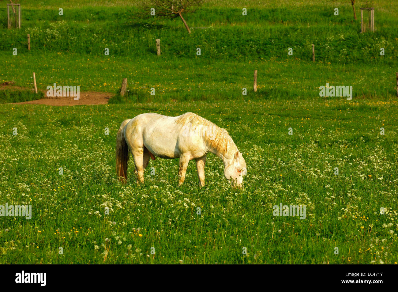 Stallion on a pasture Stock Photo - Alamy