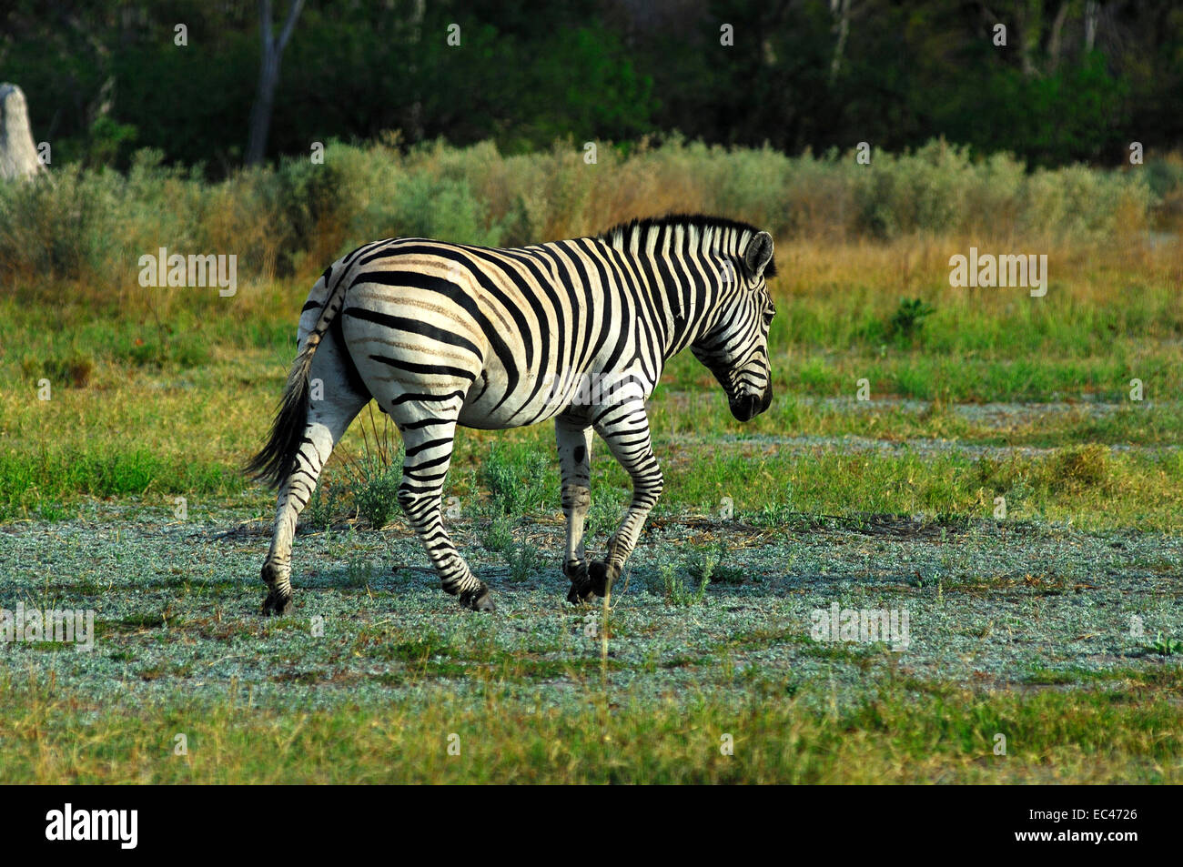 Zebra roaming in the African savannah, National park, Africa Stock ...