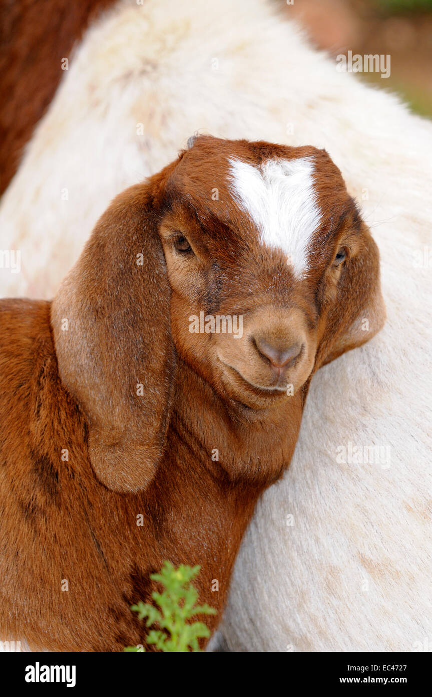 Goat kid looking forclose contact with mother Stock Photo - Alamy