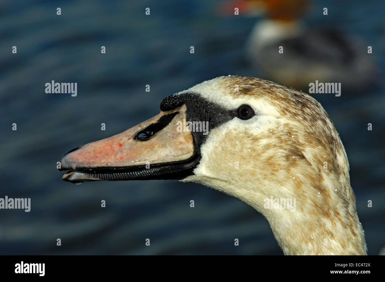 Black bill hi-res stock photography and images - Alamy