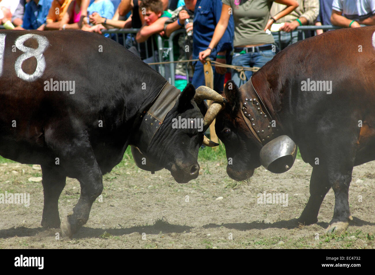 Traditional contest of the Herens fighting cows, Combat of queens ...