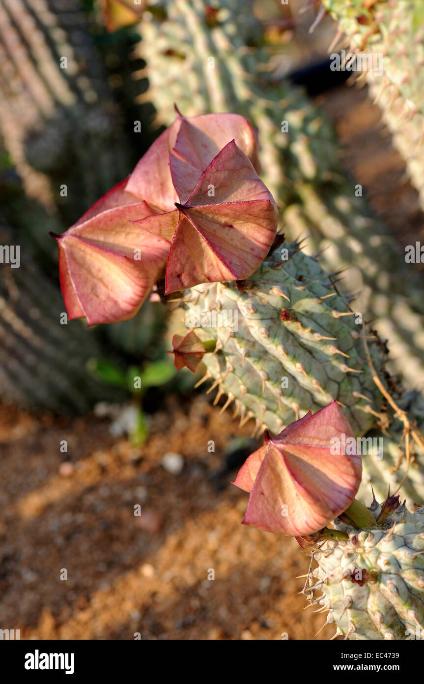 Hoodia gordonii hi-res stock photography and images - Alamy