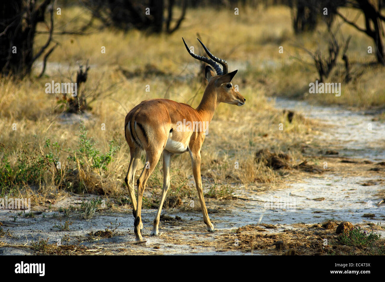 Male impala botswana antelope hi-res stock photography and images - Alamy
