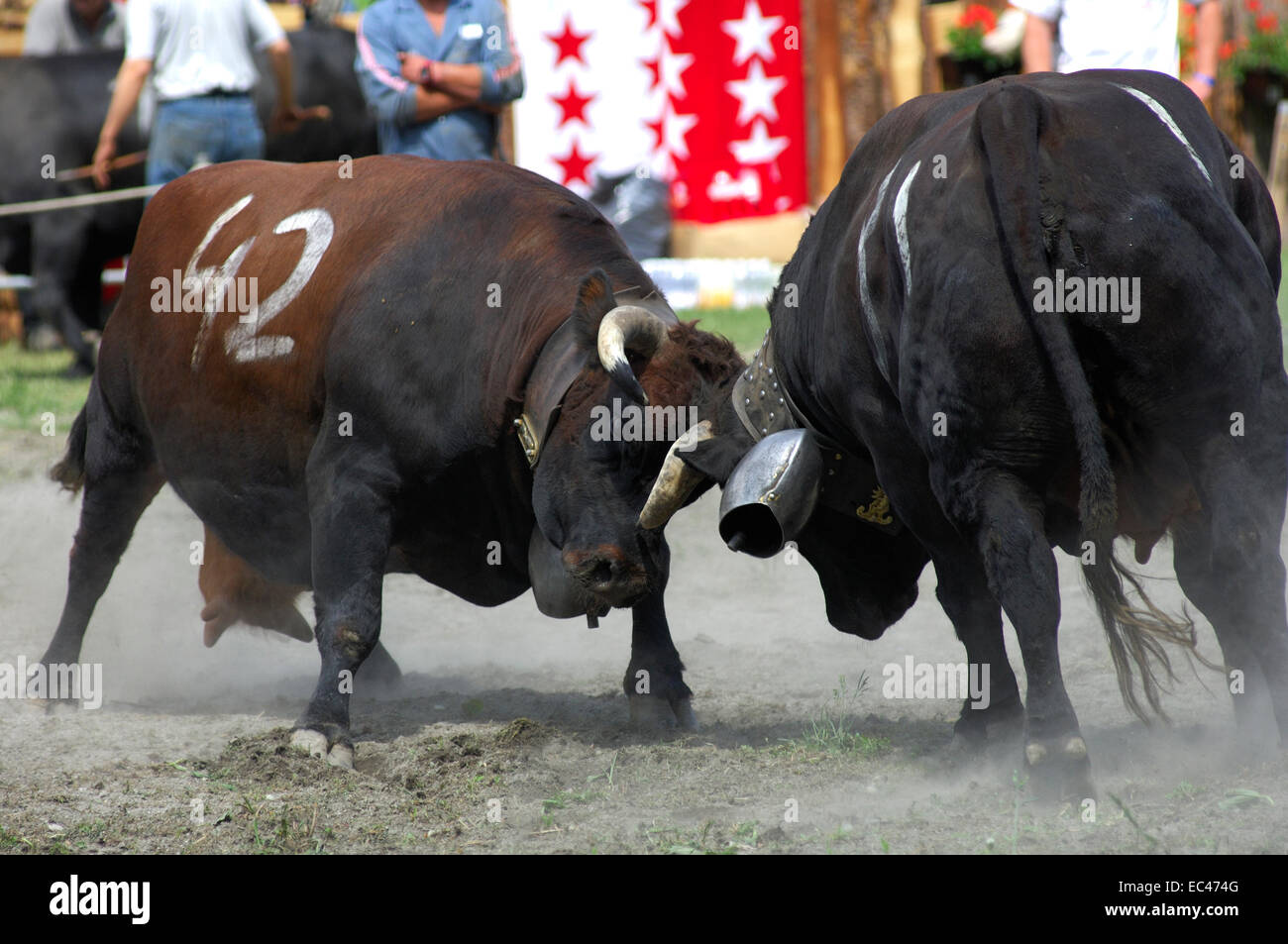 Herens fighting cows, Combat of queens, Valais, Switzerland Stock Photo ...
