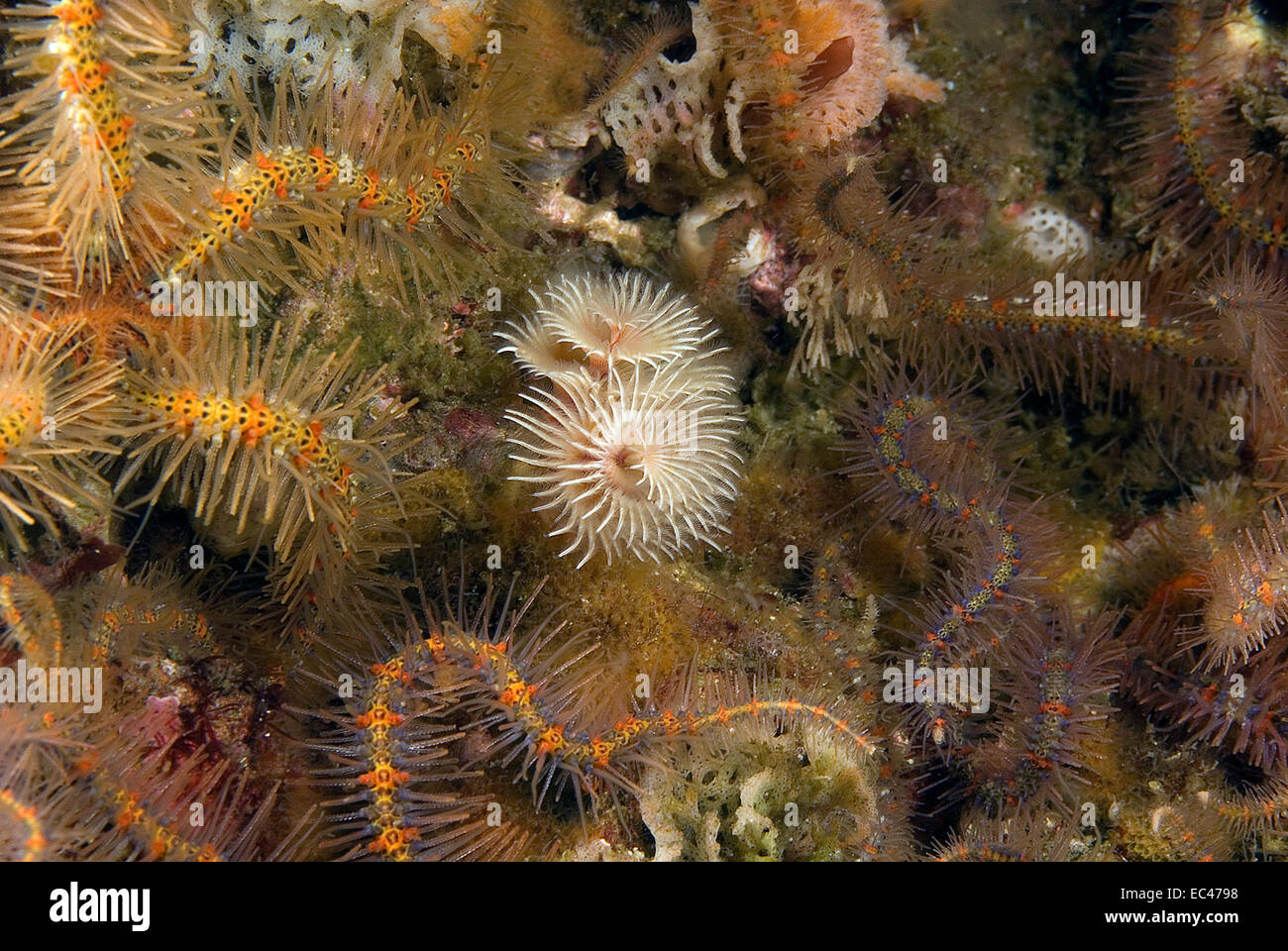 Tube worm at California Underwater Reef Stock Photo - Alamy