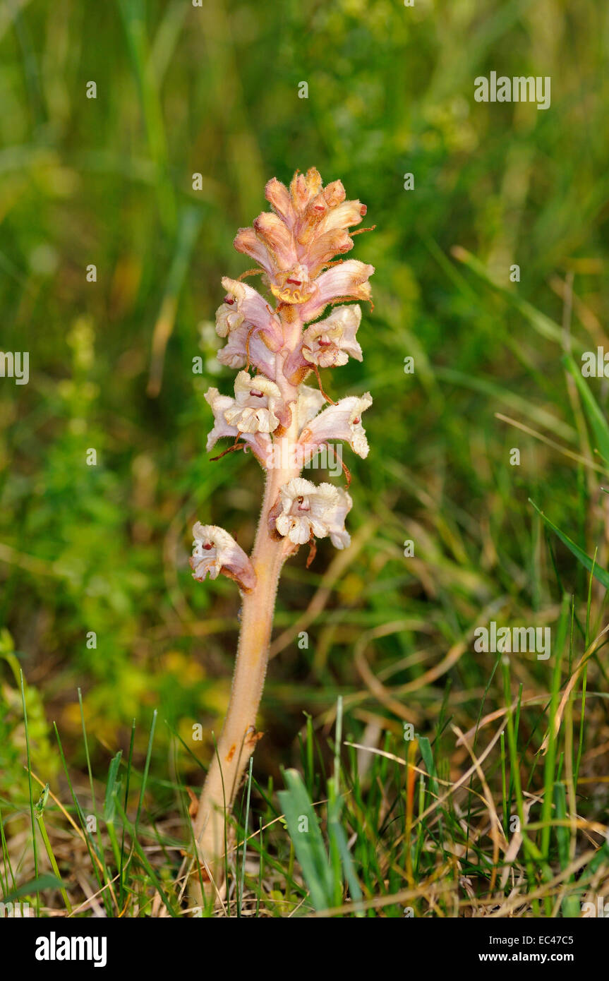 Broomrape sp., Orobanche, Orobanchaceae Stock Photo - Alamy