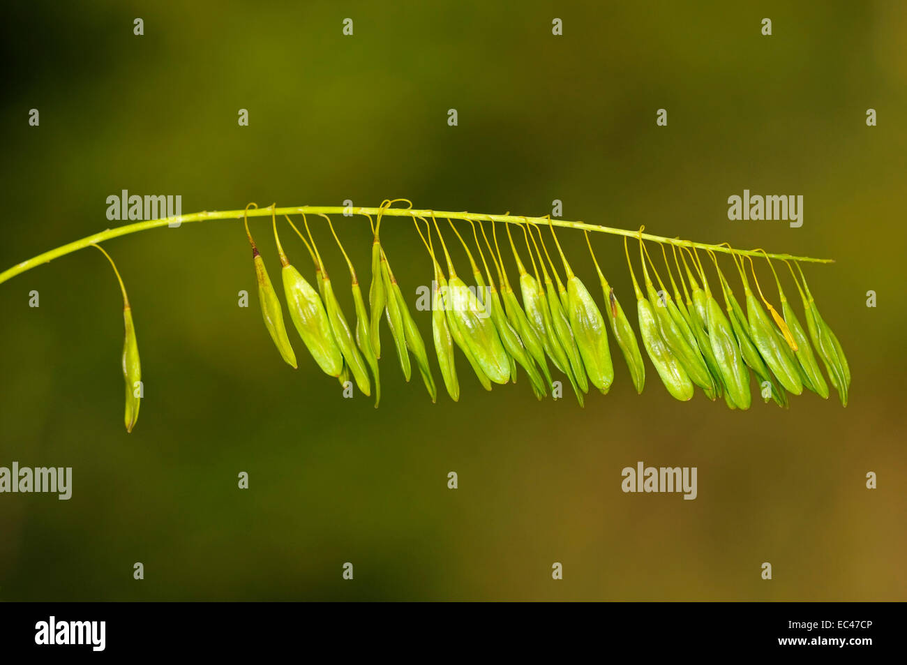 Seed pods detail hi-res stock photography and images - Alamy