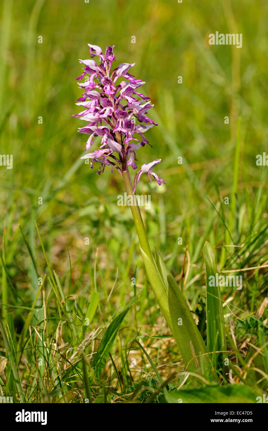 Orchis militaris, Military Orchid, Terrestrial Orchid, Orchidaceae ...