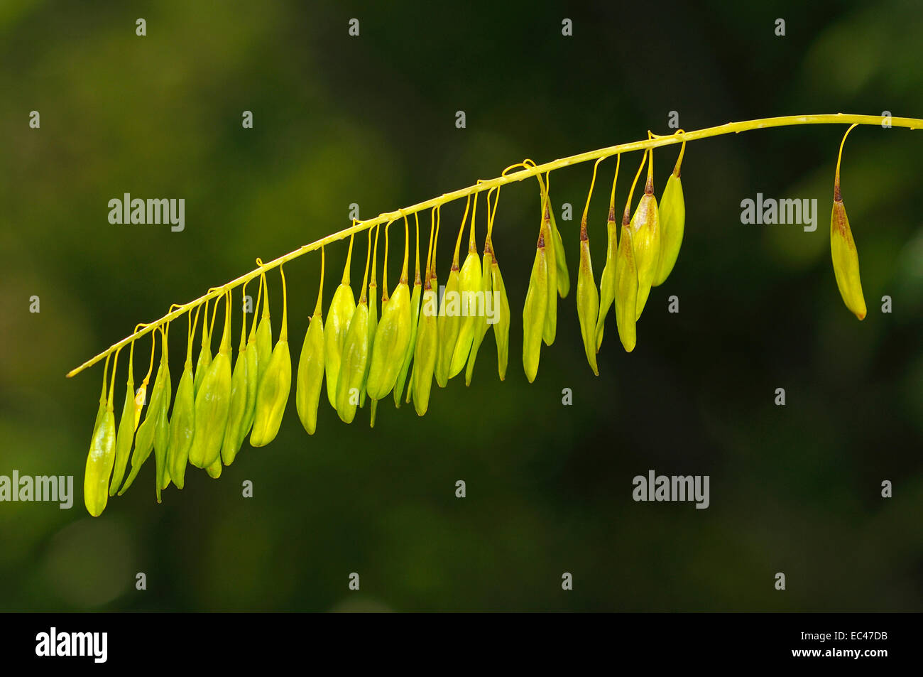 Seed pods detail hi-res stock photography and images - Alamy