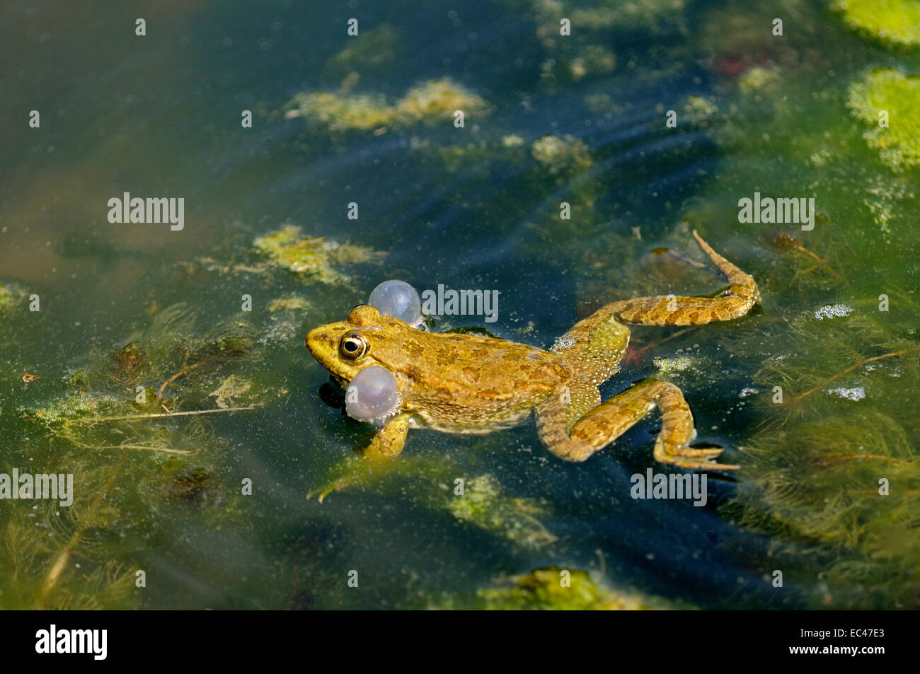 Male Edible frog with distended vocal sacs Stock Photo - Alamy