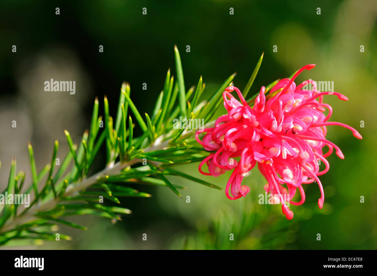 Grevillea juniperina hi-res stock photography and images - Alamy