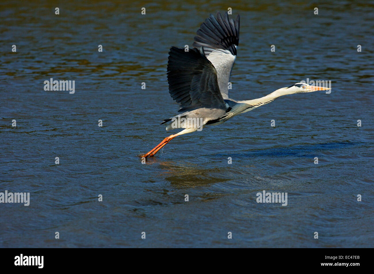 Grey heron midair hi-res stock photography and images - Alamy