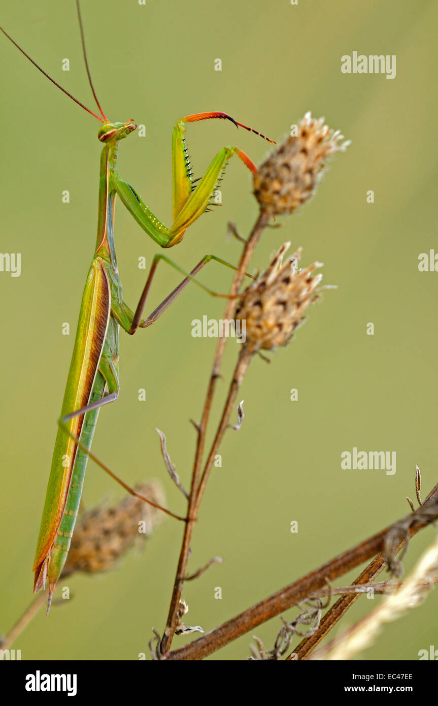 European Mantis or Praying mantis Mantis religiosa , Alsace, France ...
