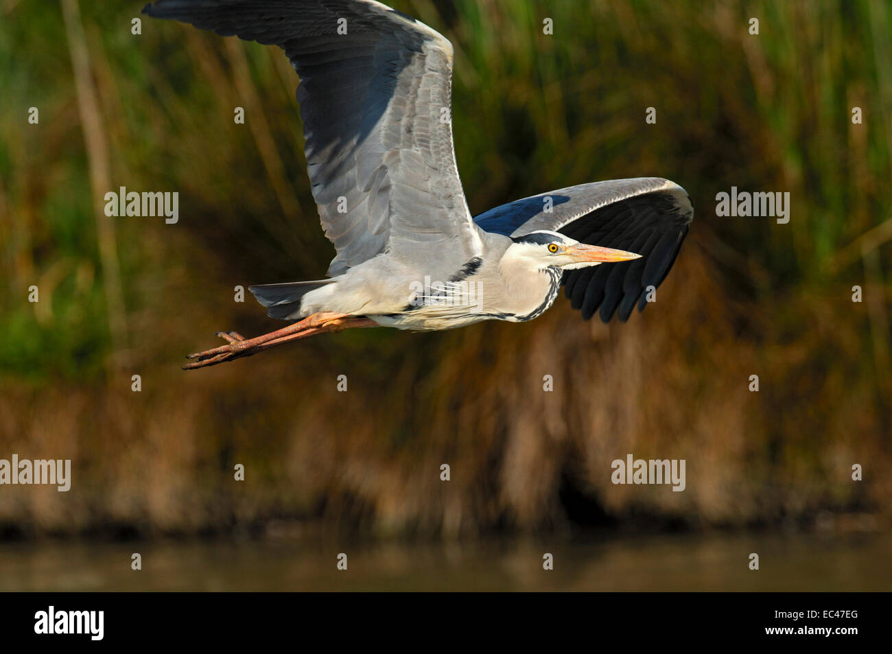 Heron midair hi-res stock photography and images - Alamy