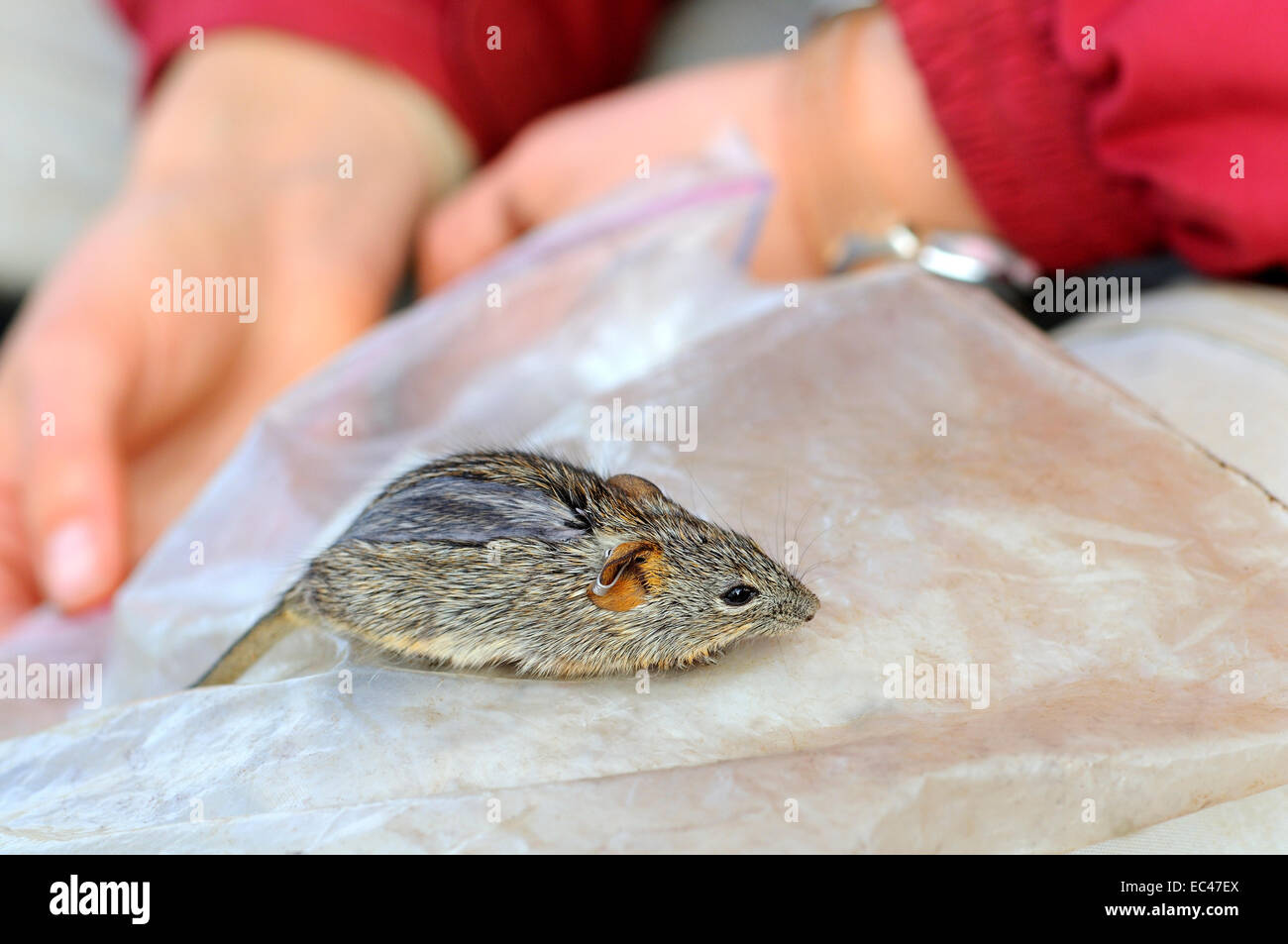 Four-striped grass mouse with ear tag, Goegap Nature Reserve, South ...