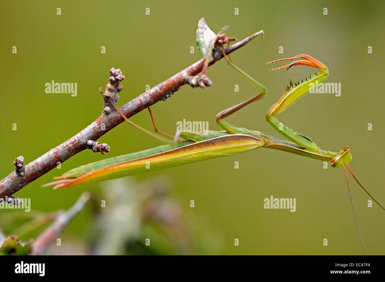 European Mantis or Praying mantis Stock Photo - Alamy