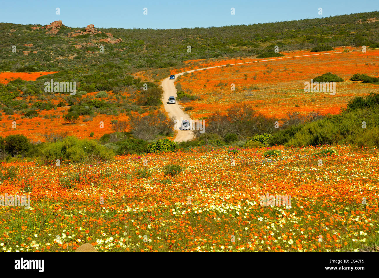 Cars driving through the Skilpad Wild Flower Reserve during the time of ...