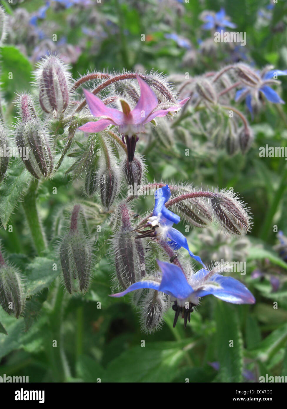 Borage flower hi-res stock photography and images - Alamy