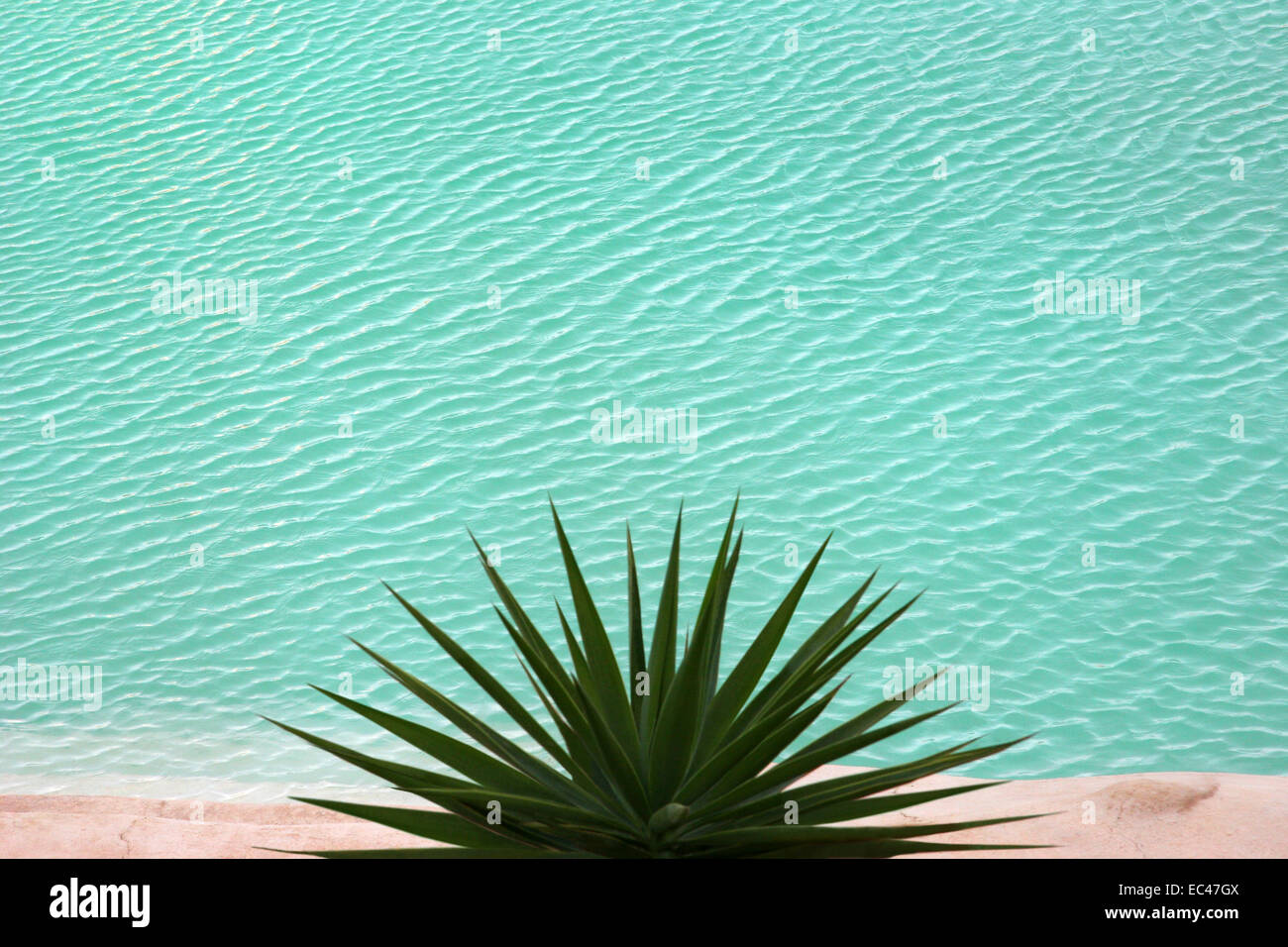 Desert plants egypt hi-res stock photography and images - Alamy