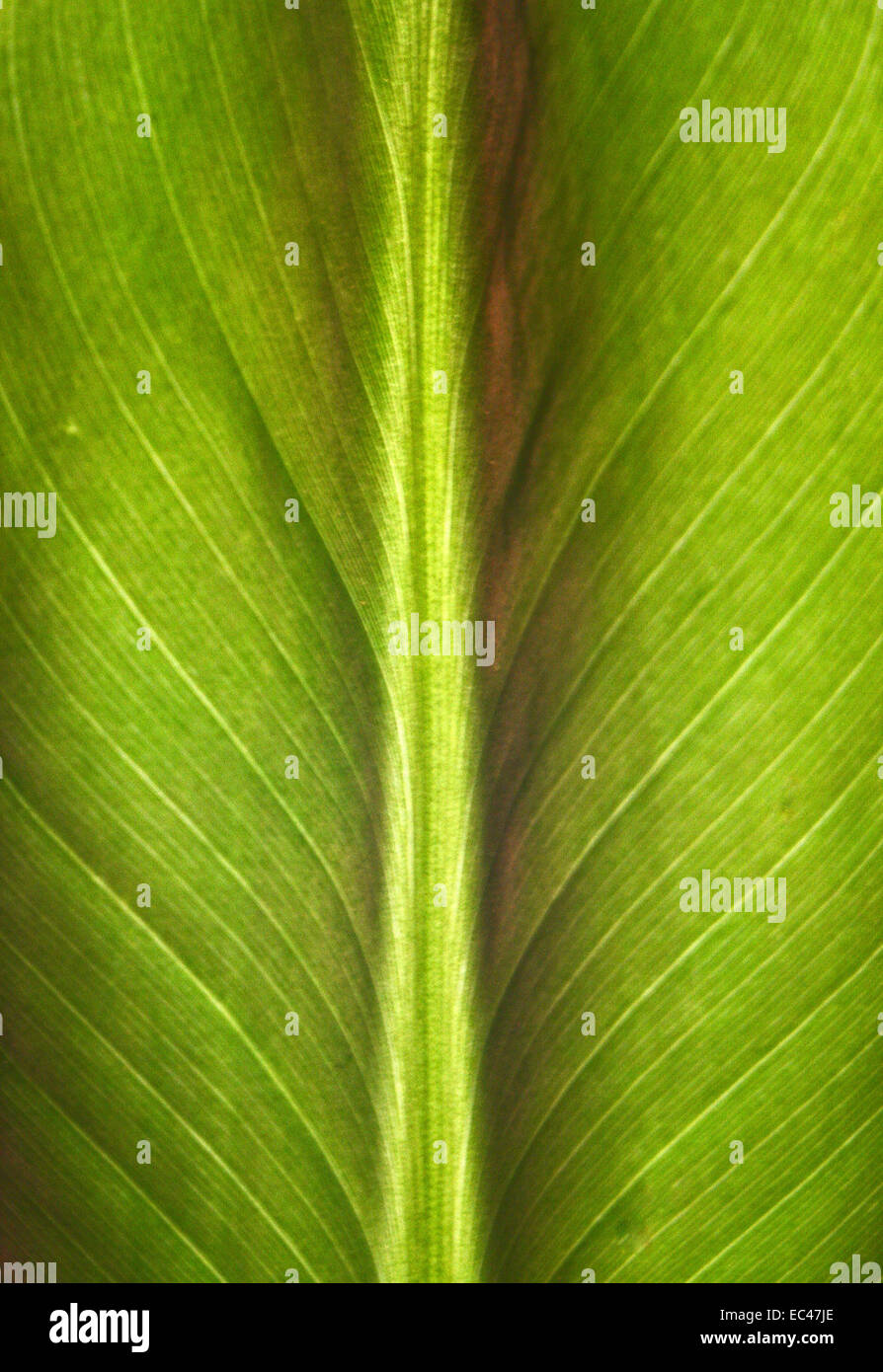Banana Tree Leaf Stock Photo - Alamy