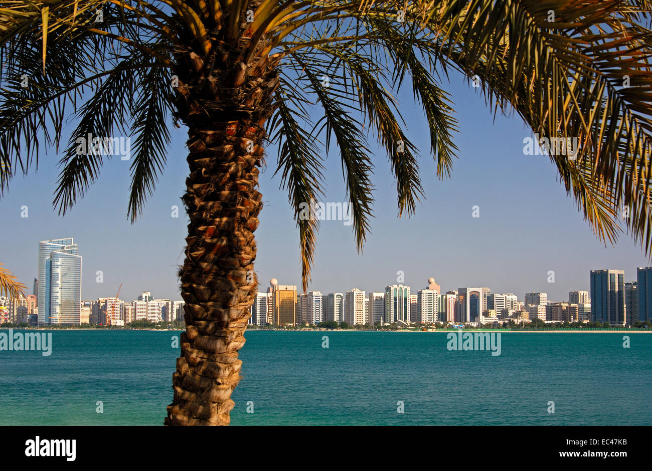 Palm tree in front of the Sykline of Abu Dhabi at the Corniche, Abu ...