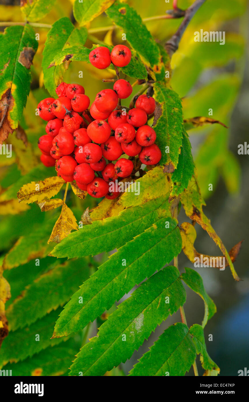 Rowan trees with red fruits hi-res stock photography and images - Alamy