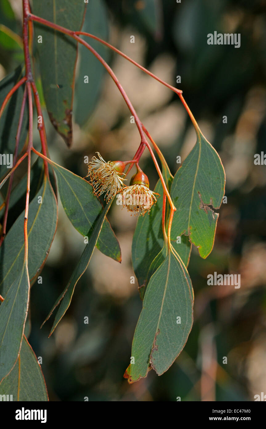 Eucalyptus Red ironbark, Eucalyptus sideroxylon, Mugga, South Africa ...