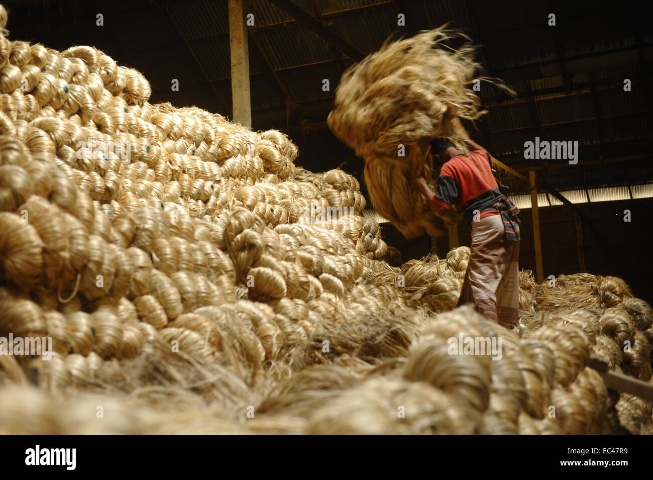 A laborer inside the jute factory in Bangladesh. Jute naturally grows in the fertile soil of ...