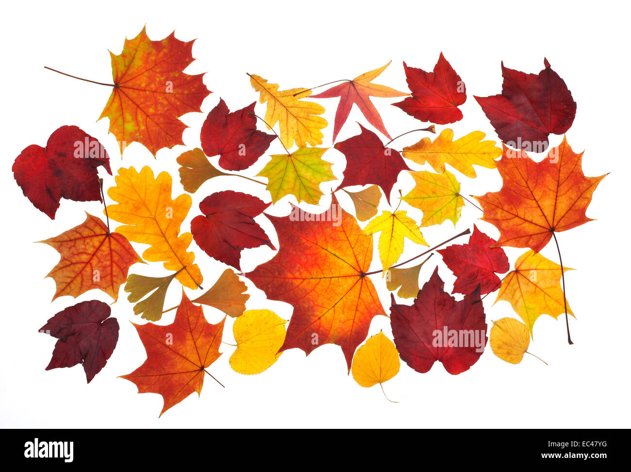 Leaves different trees plants Cut Out Stock Images & Pictures - Alamy