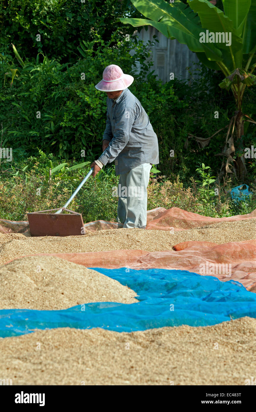 Farmer spreading rice for drying on the ground, Battambang, Cambodia ...